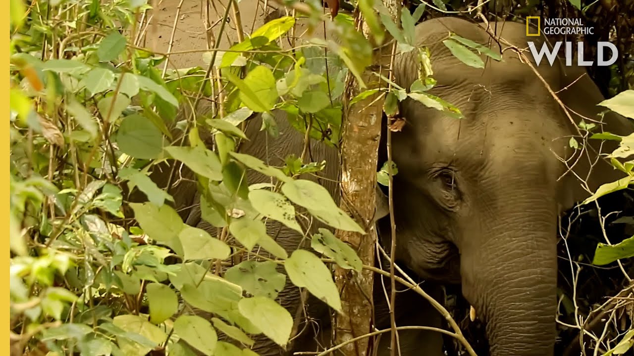 Understanding the Asian Elephant: Habitat, Behavior, and Conservation ...