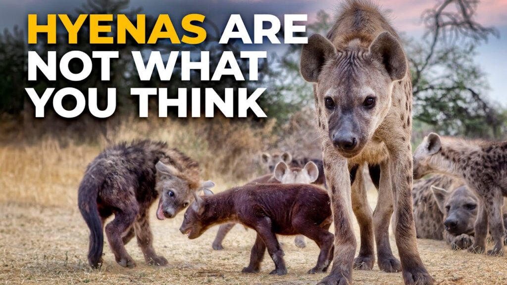 Understanding The Spotted Hyena Behavior Habitat And Conservation